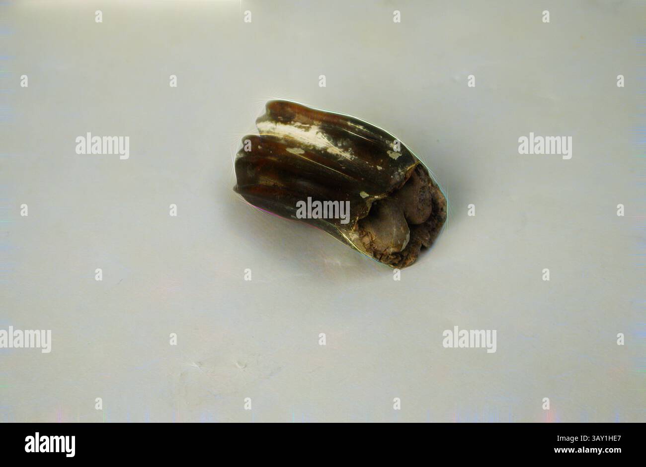 A small, fossilized tooth with distinct ridges and a partially visible ...