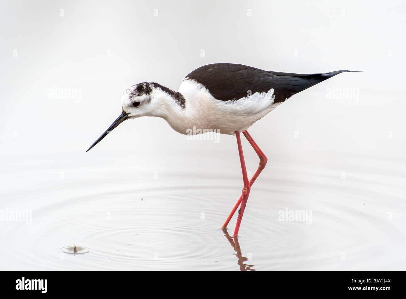Black-winged stilt (Himantopus himantopus) searching for food in ...