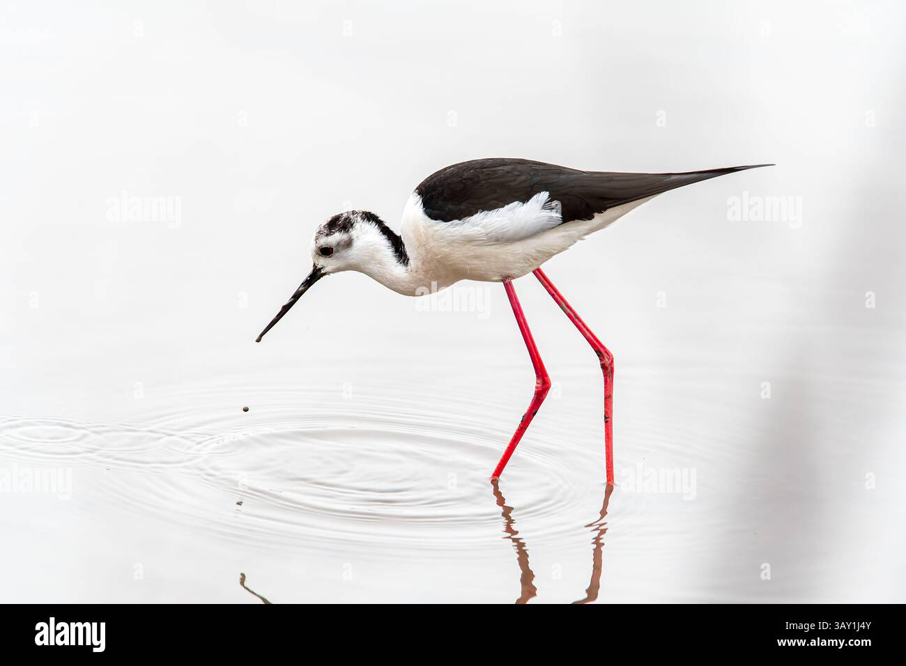 Black-winged stilt (Himantopus himantopus) searching for food in ...