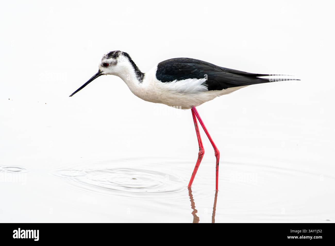Black-winged stilt (Himantopus himantopus) searching for food in ...