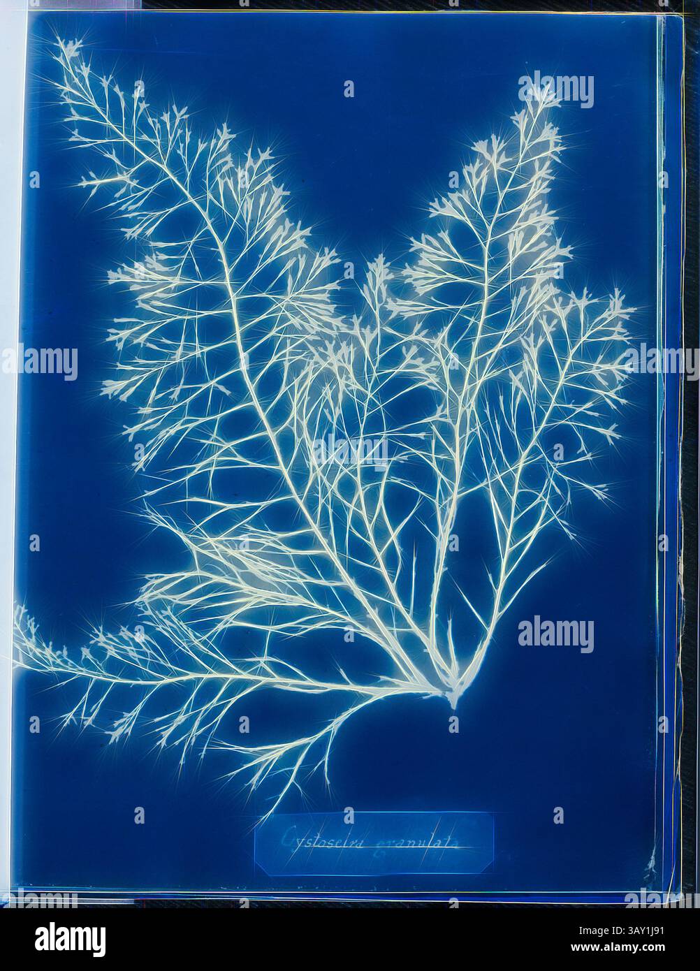 An intricate botanical specimen featuring delicate, branching ...