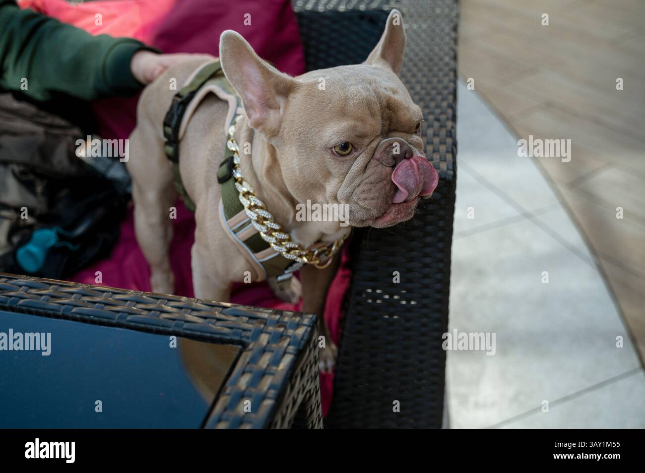 Grey french bulldog with his owner in cafe on sofa Stock Photo - Alamy