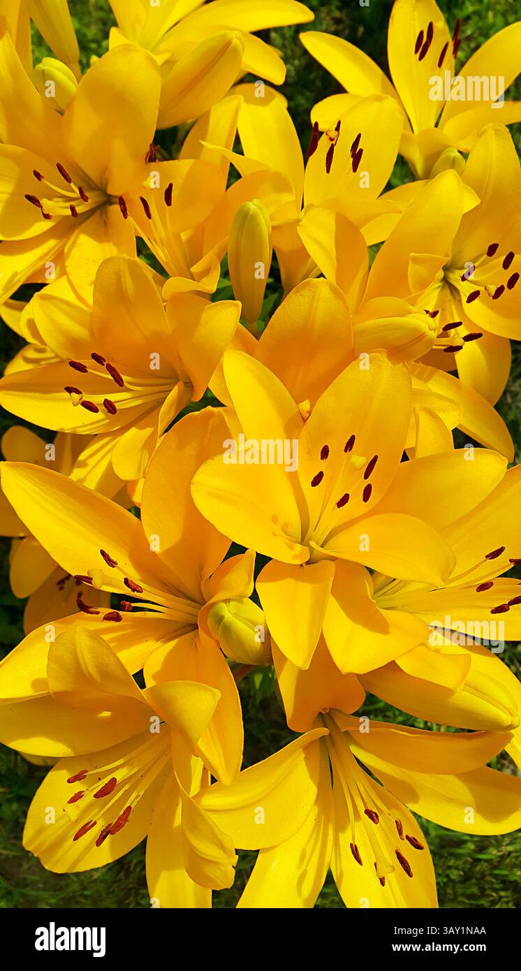 Beautiful yellow lily hi-res stock photography and images - Alamy