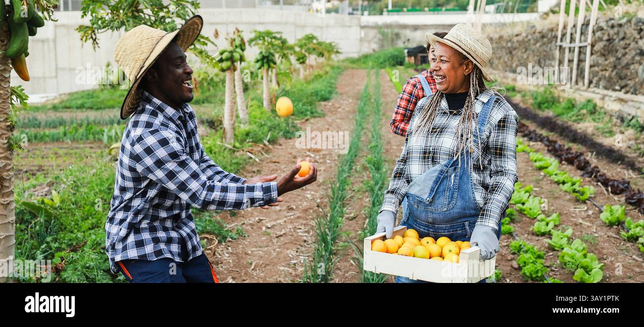 African farmers having fun together during summer harvesting time ...