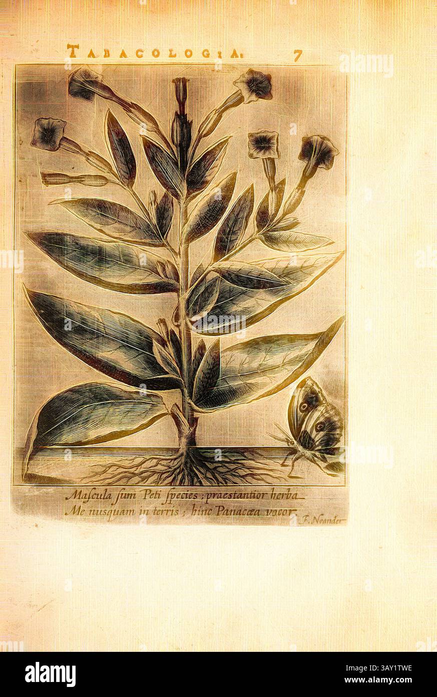 An illustration depicting a tall plant with broad leaves and delicate ...