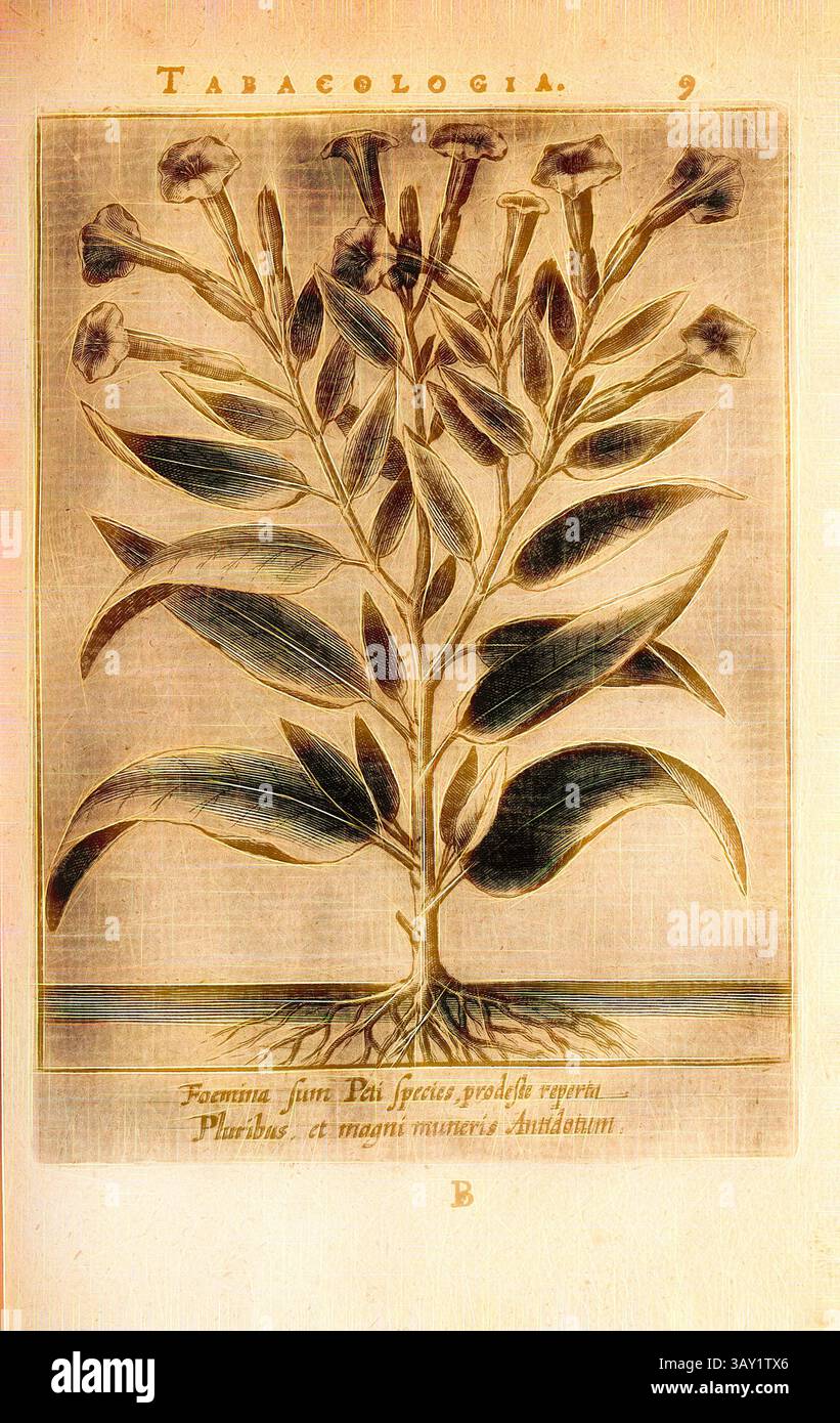 A botanical illustration of a tobacco plant, showcasing its detailed ...