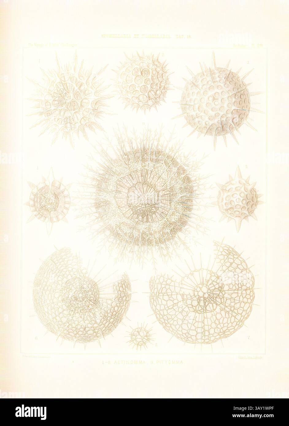 A collection of intricately detailed illustrations showcasing various ...