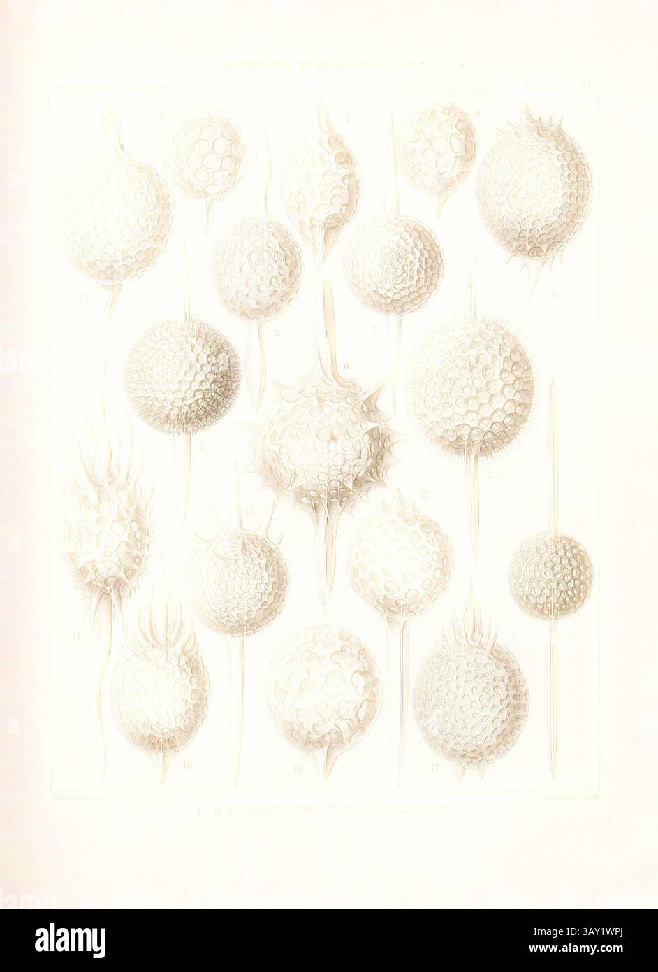 A collection of intricately detailed botanical illustrations showcasing ...