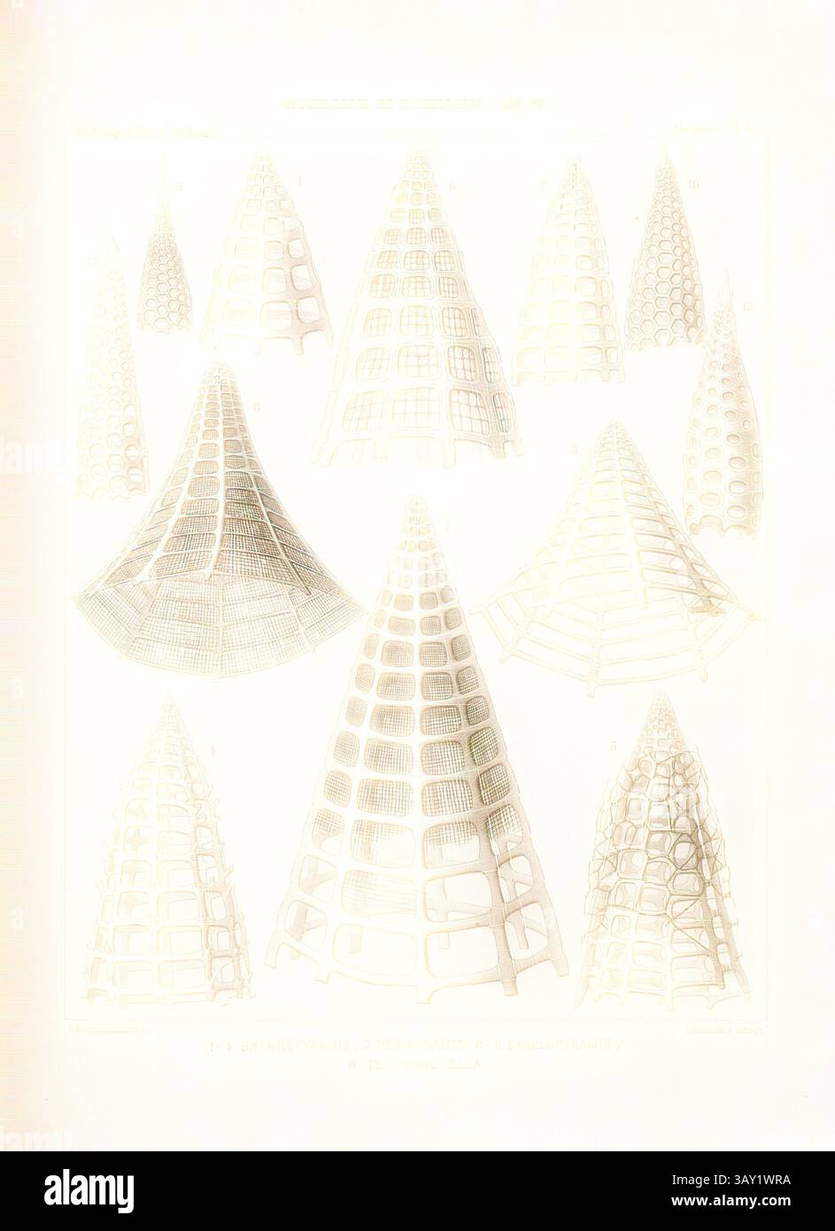 A collection of intricate cone-shaped structures, each featuring ...