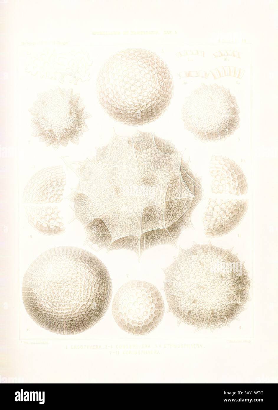 A collection of intricately detailed illustrations showcasing various ...