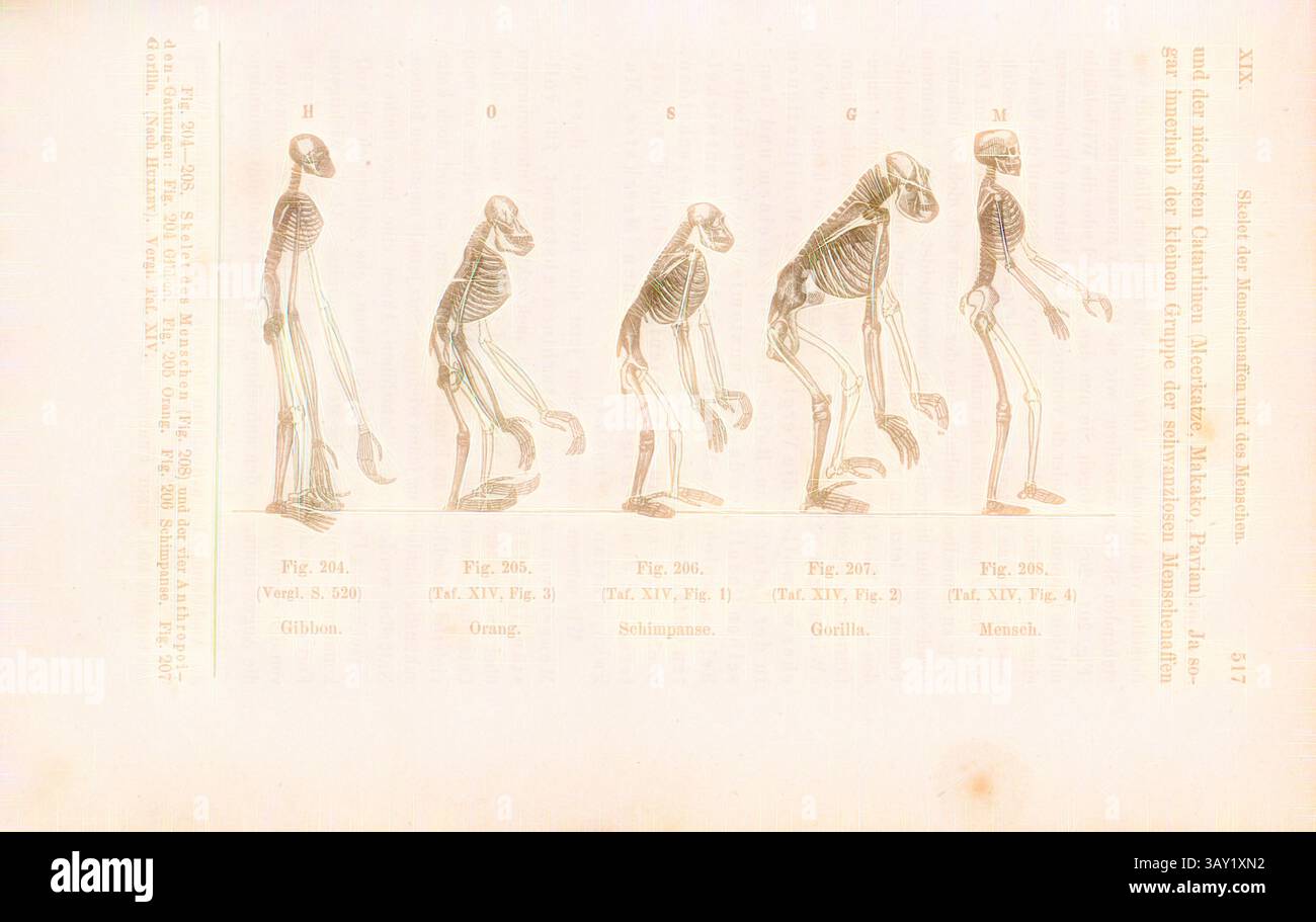 Evolution of bipedal locomotion in various species hi-res stock ...