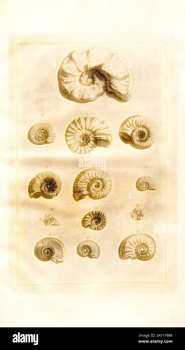 A detailed illustration showcases various types of ammonite fossils ...