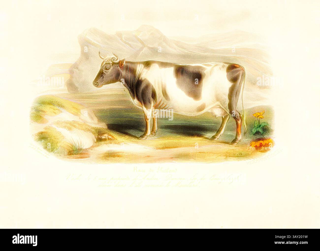 A detailed illustration of a Holstein cow standing gracefully in a ...