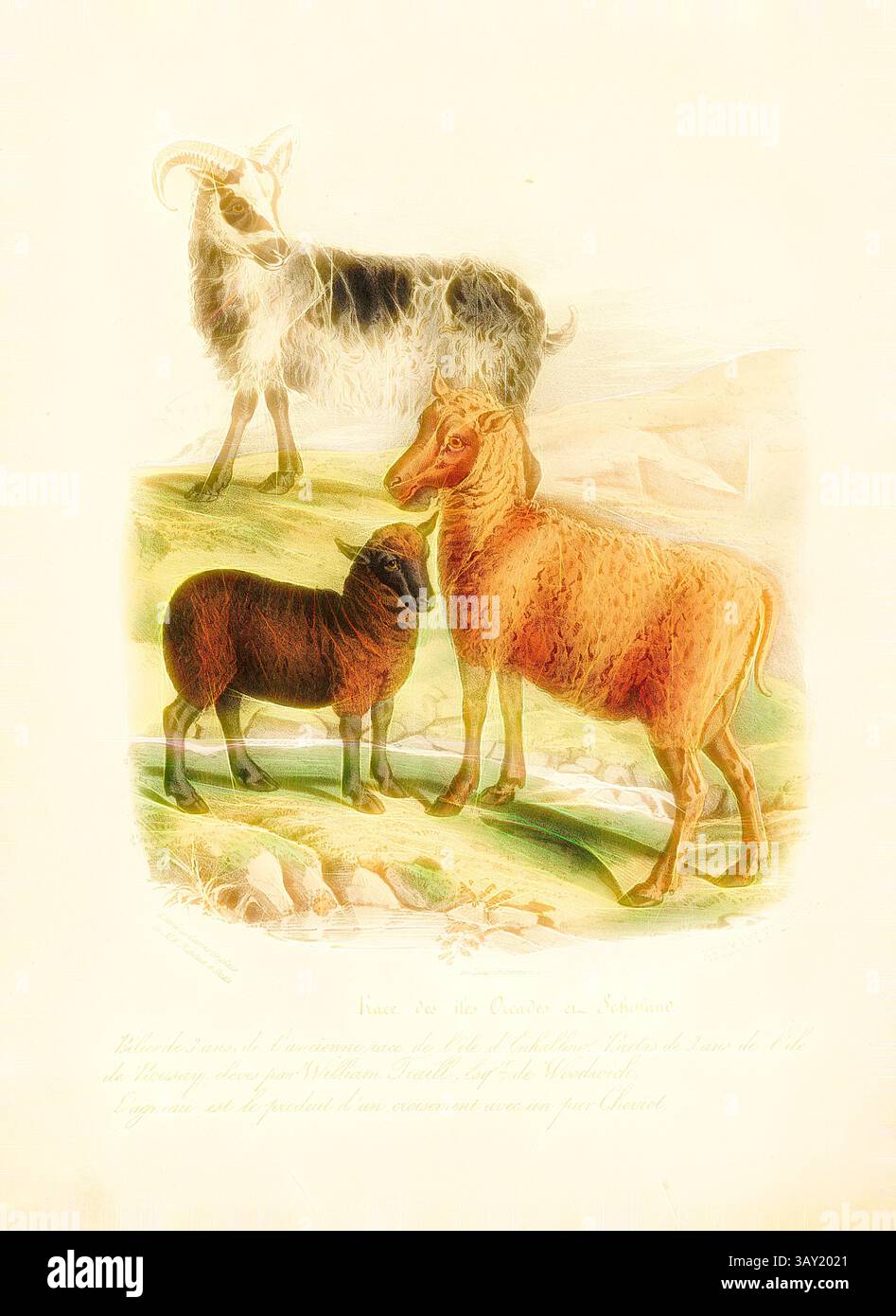 Breed of schettland islands hi-res stock photography and images - Alamy