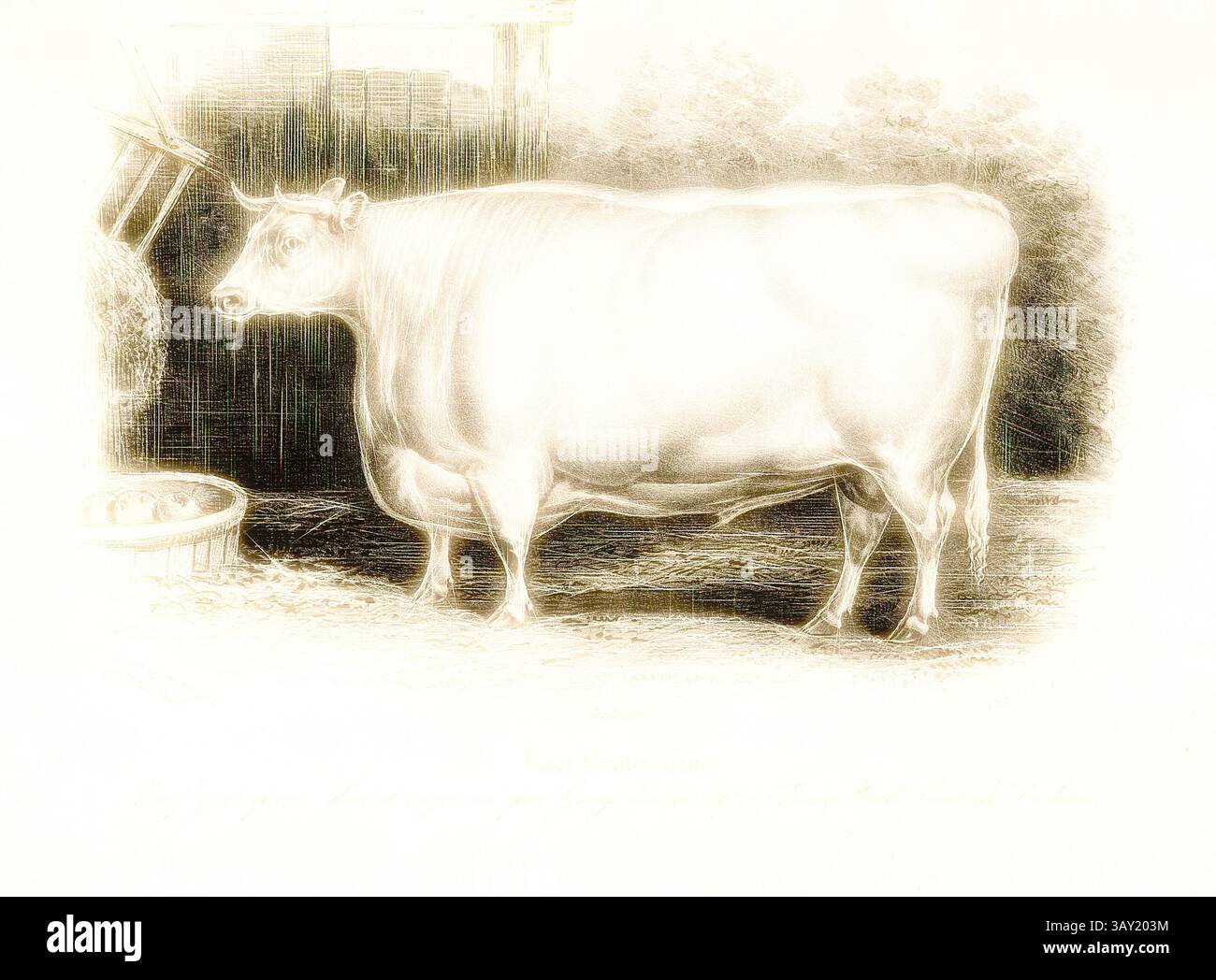 A detailed illustration of a sturdy cow standing next to a feeding ...