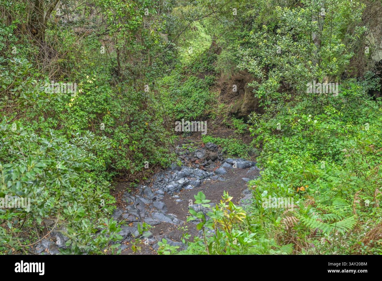 Loorbeerwald bei Don Pedro, La Palma, Spanien *** Laurel forest near ...