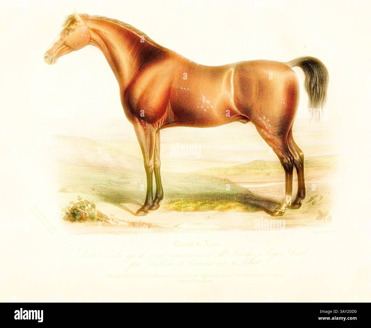 A detailed depiction of a majestic horse, showcasing its muscular build ...