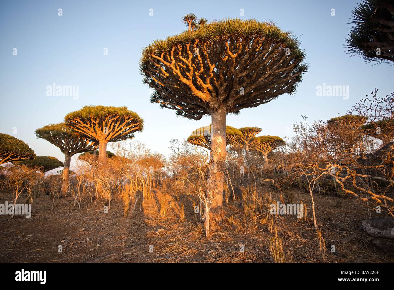 Dragon Blood Trees Stock Photo - Alamy