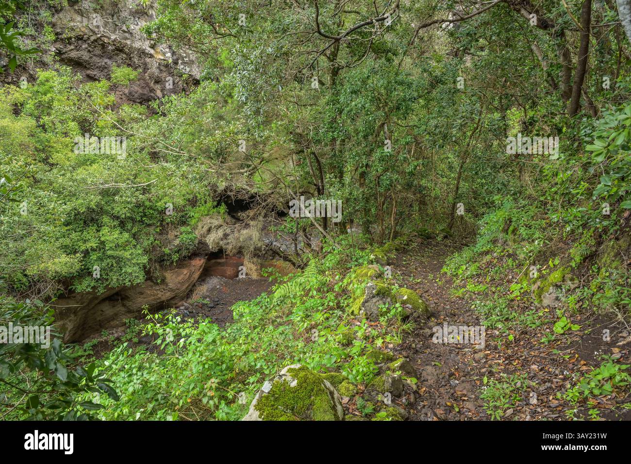 Wanderweg im Loorbeerwald bei Don Pedro, La Palma, Spanien *** Hiking ...