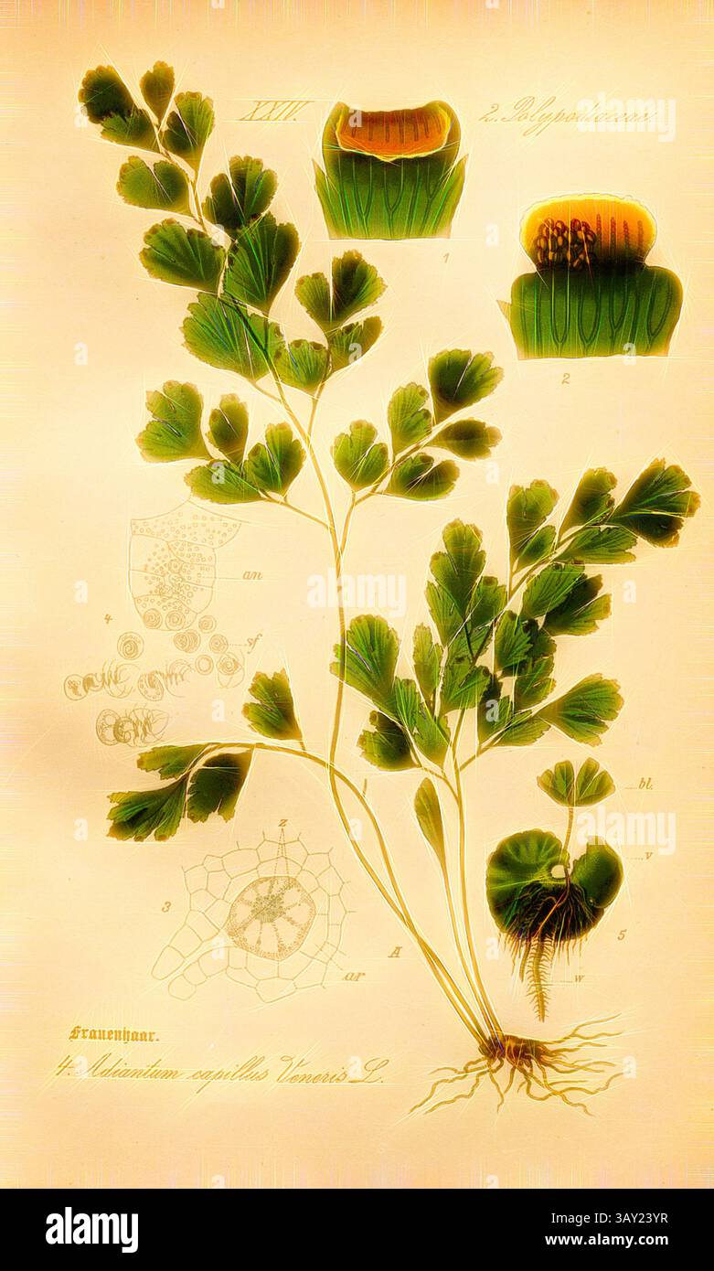 An illustration showcasing a detailed depiction of a fern, highlighting ...