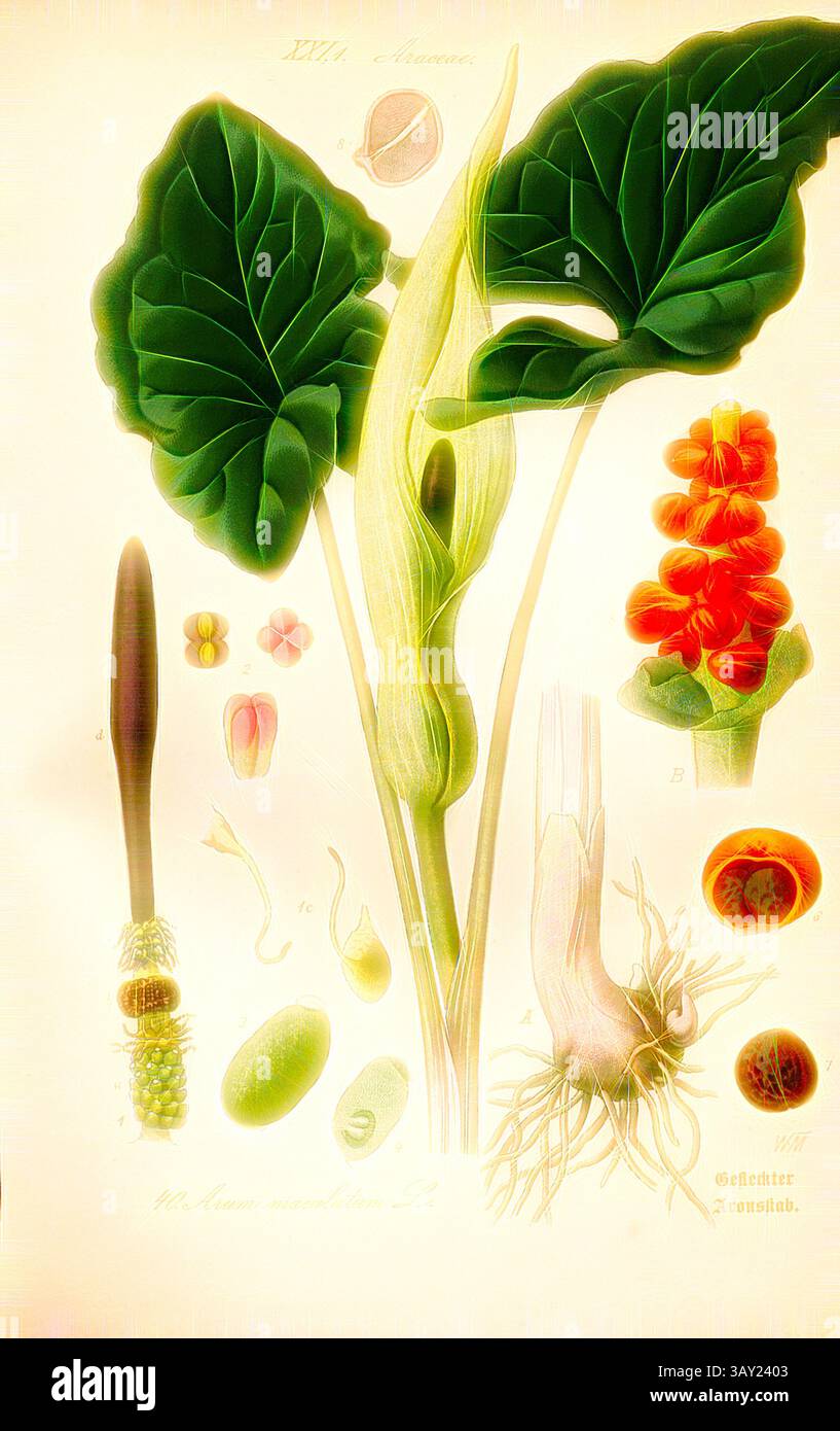 Depictions of various flower parts hi-res stock photography and images ...