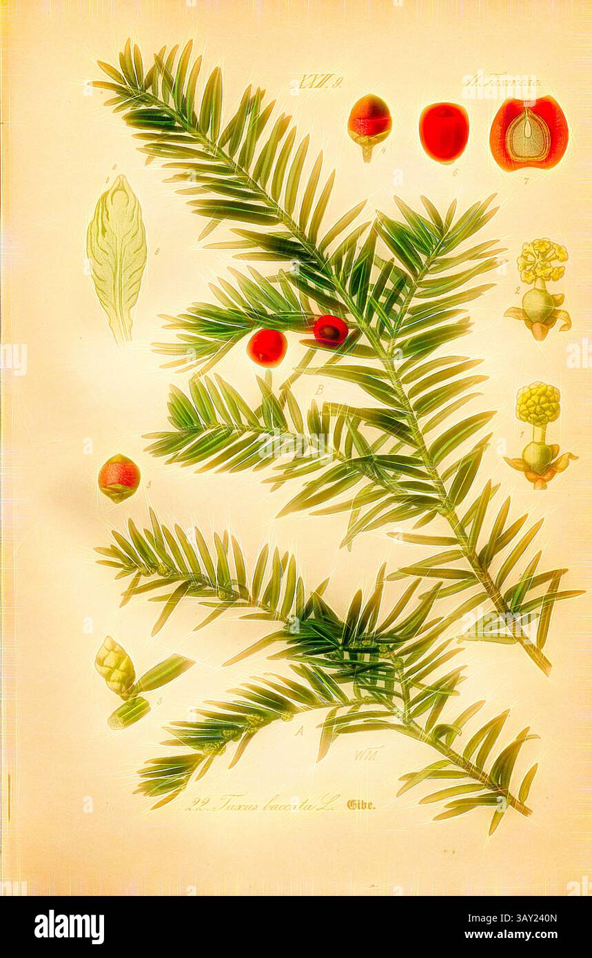 A detailed botanical illustration showcasing a branch of the yew tree ...