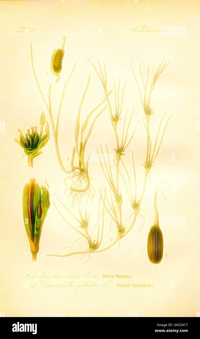 Detailed botanical illustration showcasing various stages of plant ...