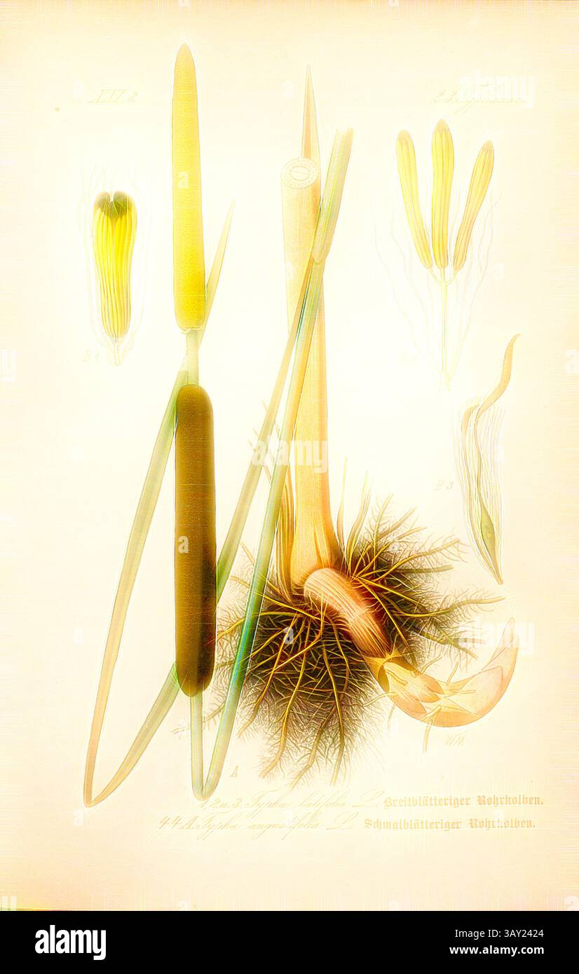 A detailed botanical illustration depicting a plant with long, slender ...