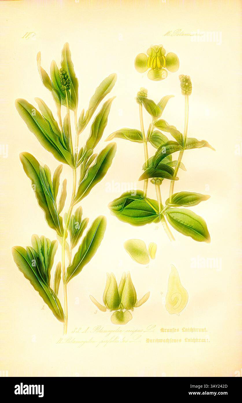 A detailed botanical illustration featuring various parts of a plant ...