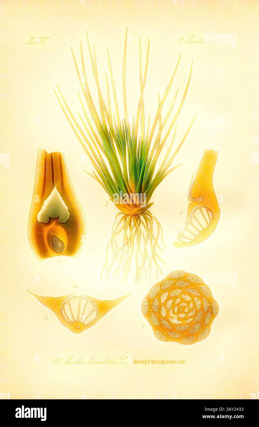 An illustration showcasing a plant with elongated green leaves and ...