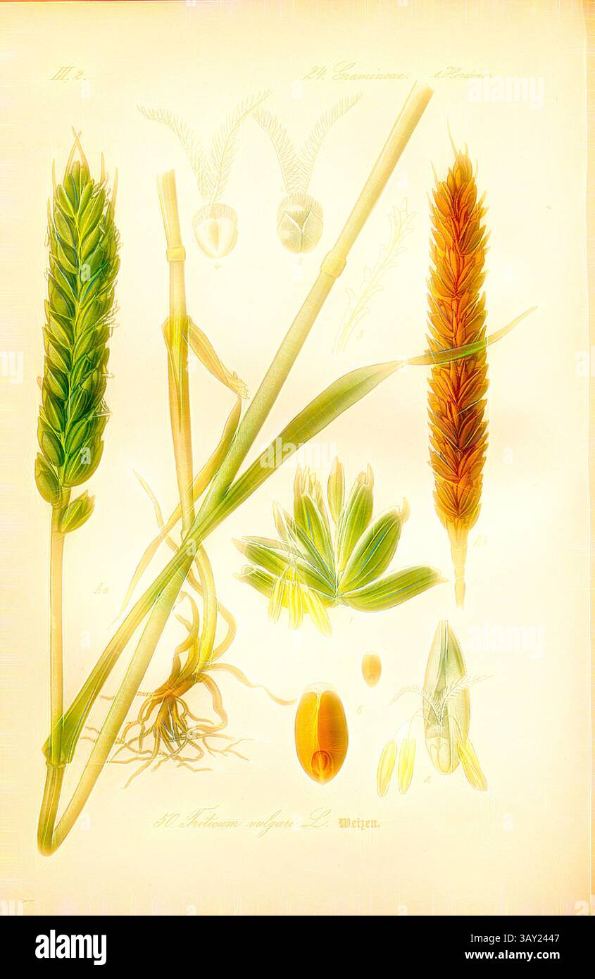 Arrangement highlights different stages hi-res stock photography and ...