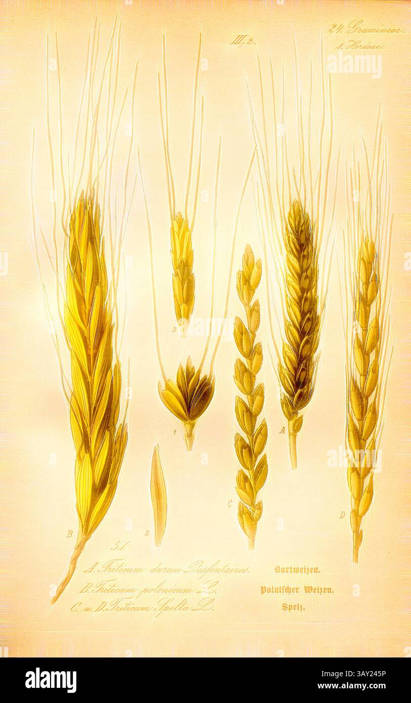 An illustrated guide showcasing various types of wheat, highlighting ...