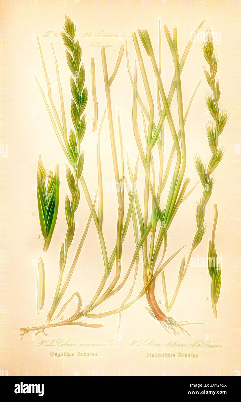 A detailed illustration of various grass species, showcasing their ...
