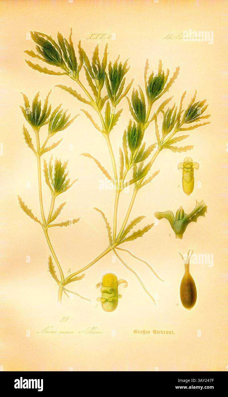 A botanical illustration displaying the detailed structure of a plant ...