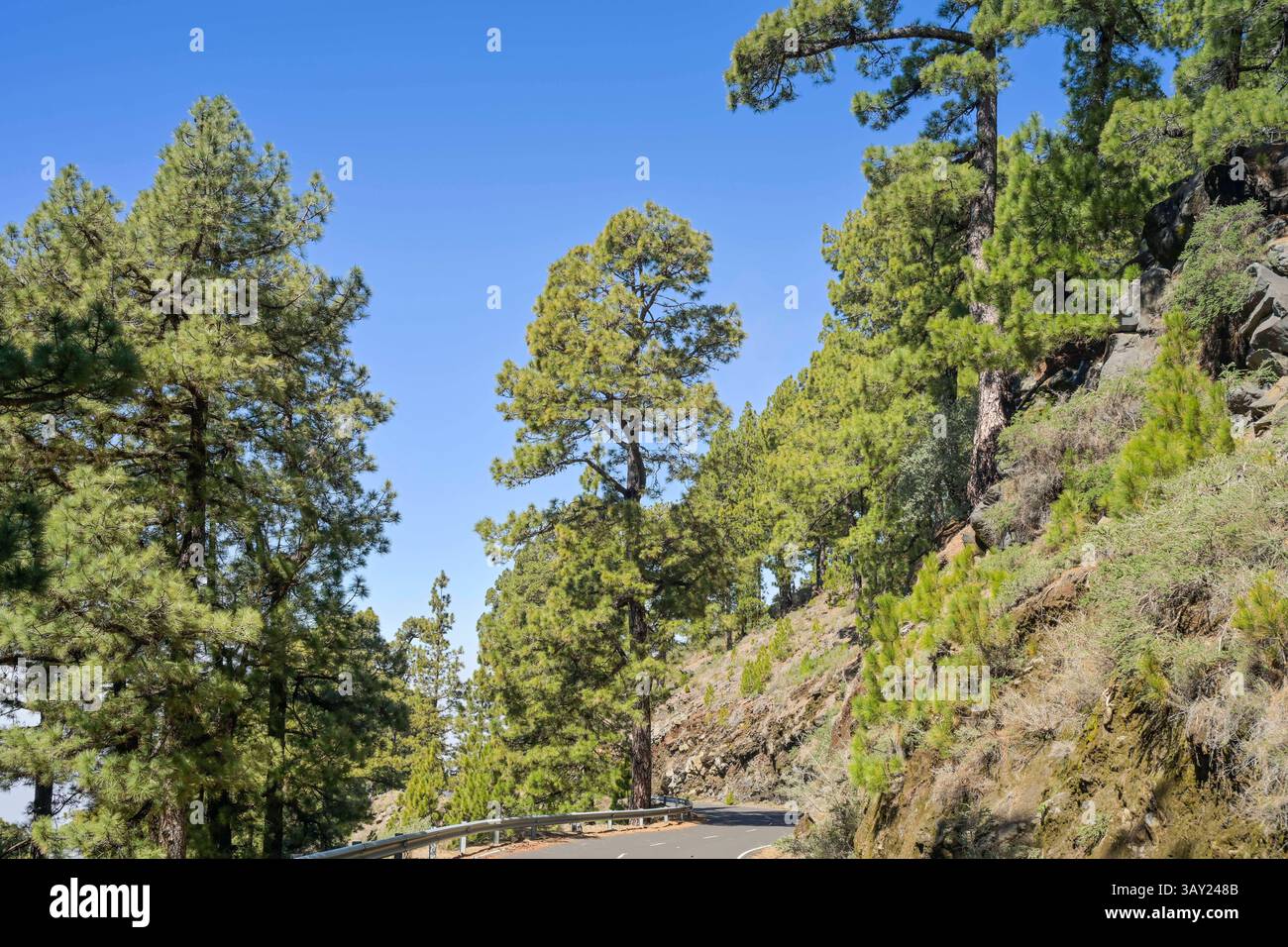 Kanarenkiefer im Nordosten der Insel an der LP-4, Straße zum Los ...