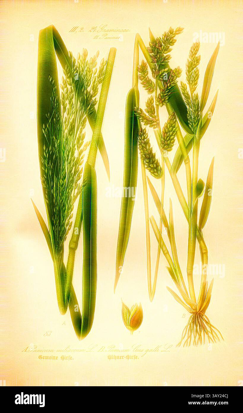 An intricate botanical illustration featuring various types of grass ...