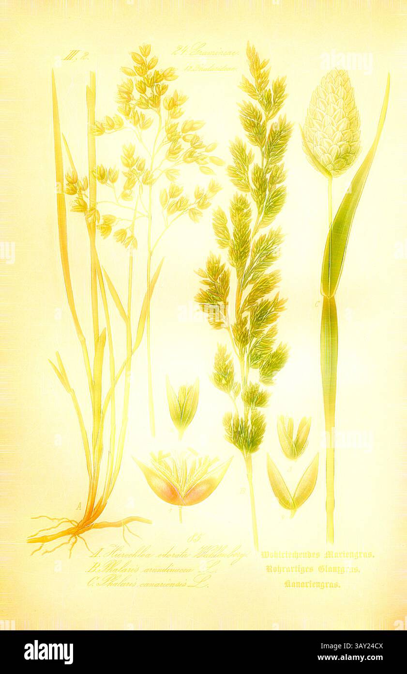 An illustration featuring various types of grasses and flowering plants ...
