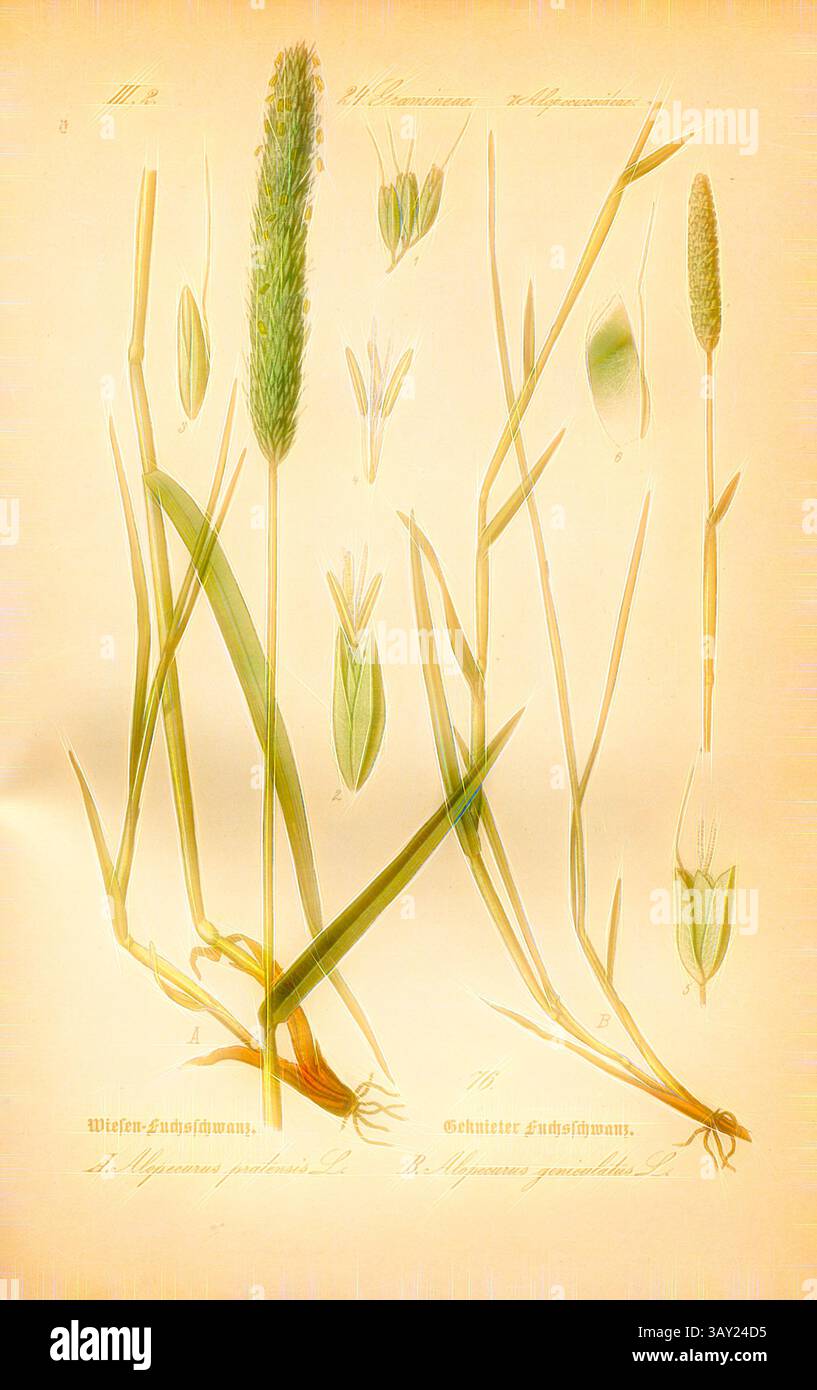 A collection of detailed botanical illustrations depicting various ...