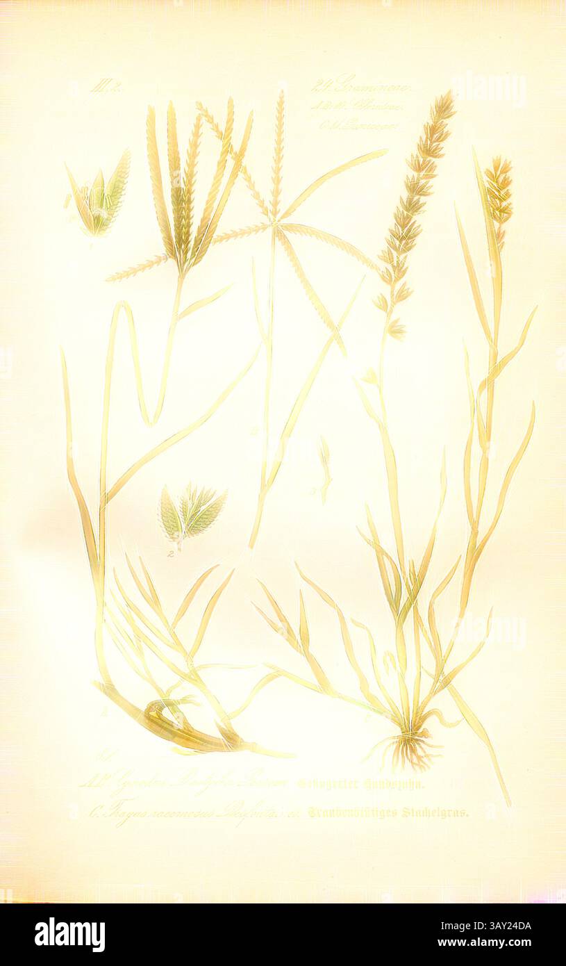 A collection of intricately drawn grasses and plants, showcasing ...