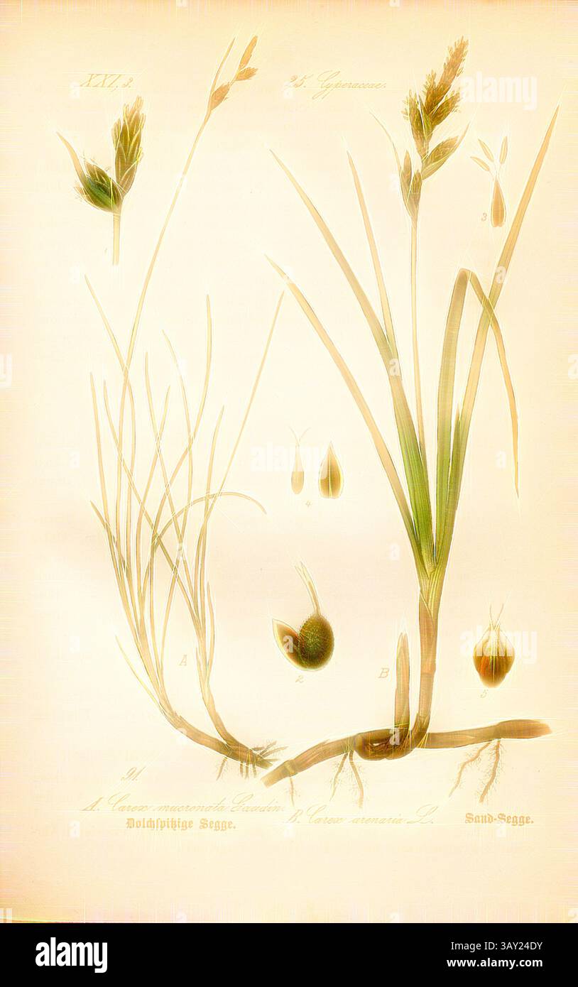 A detailed botanical illustration featuring various plant specimens ...