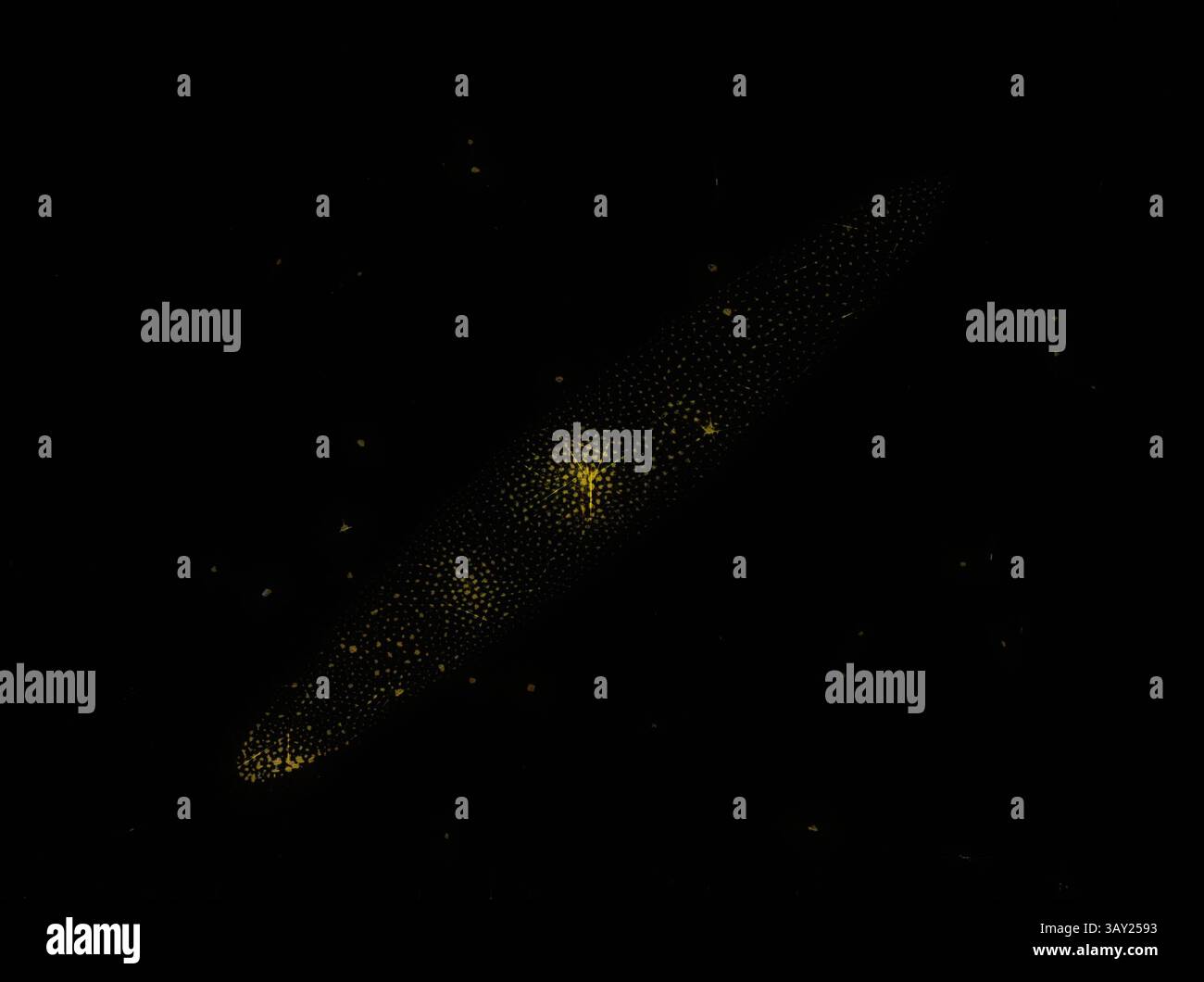 A vast and mysterious galaxy, shaped like an elongated spiral, dotted ...