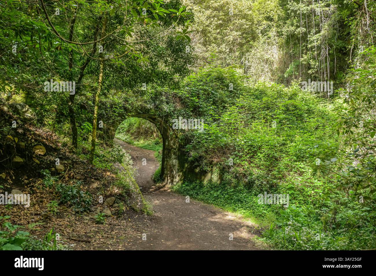 Wanderweg im Loorbeerwald Cubo de La Galga, La Palma, Spanien ...