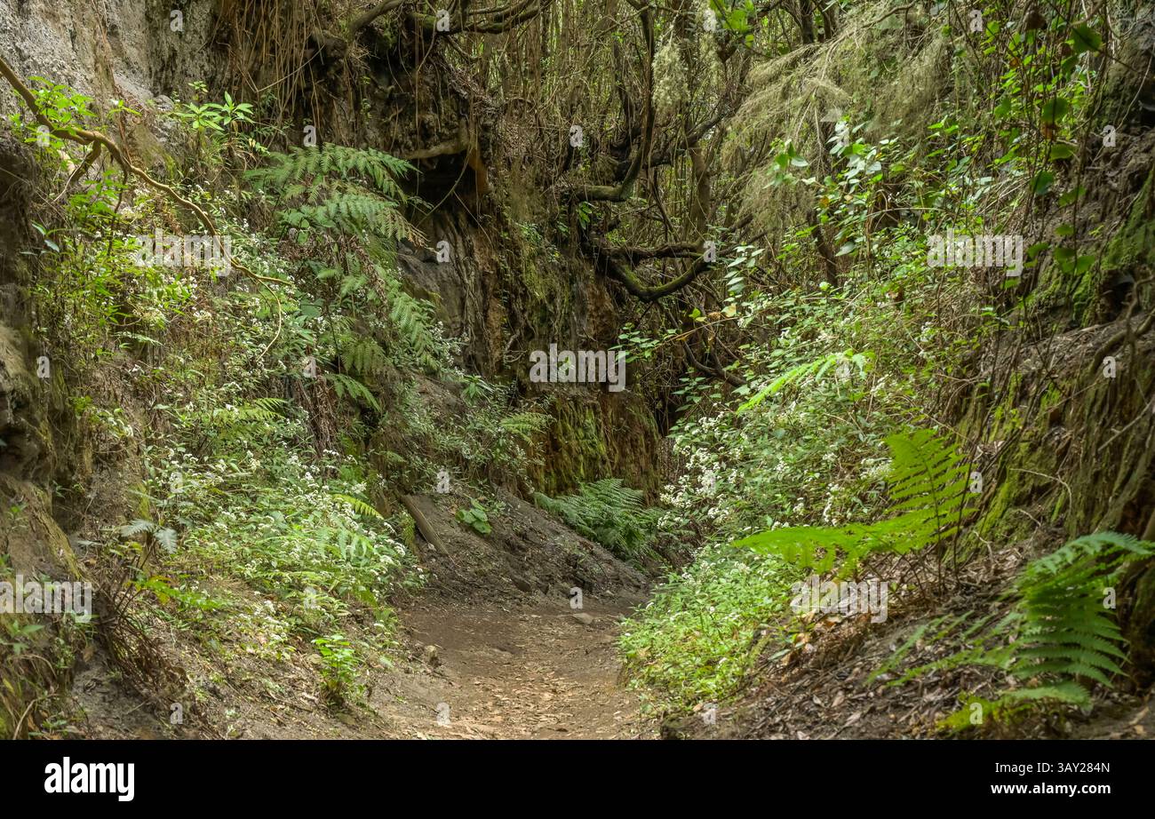 Wanderweg im Loorbeerwald Cubo de La Galga, La Palma, Spanien ...