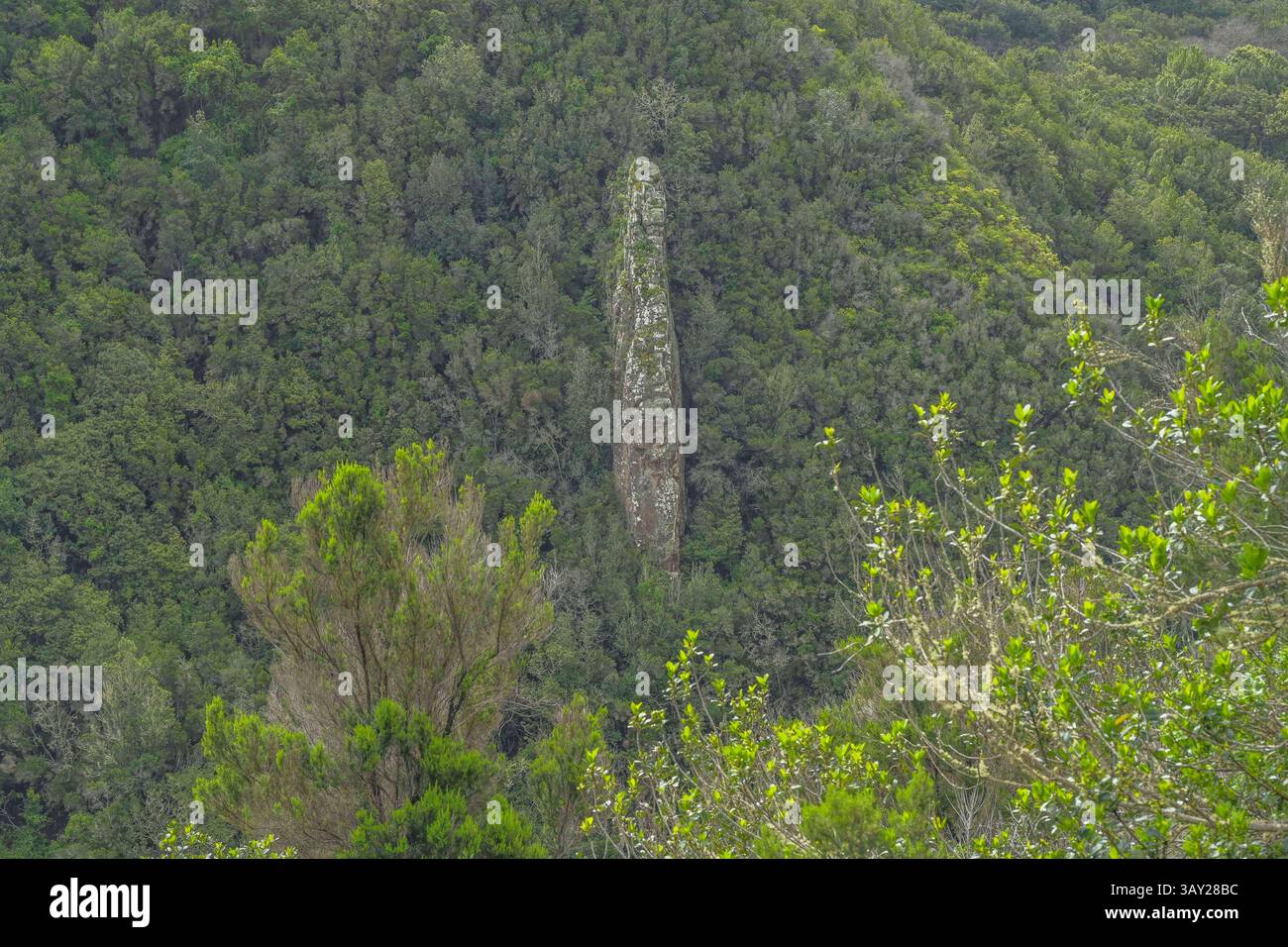 Loorbeerwald bei Don Pedro, La Palma, Spanien *** Laurel forest near ...