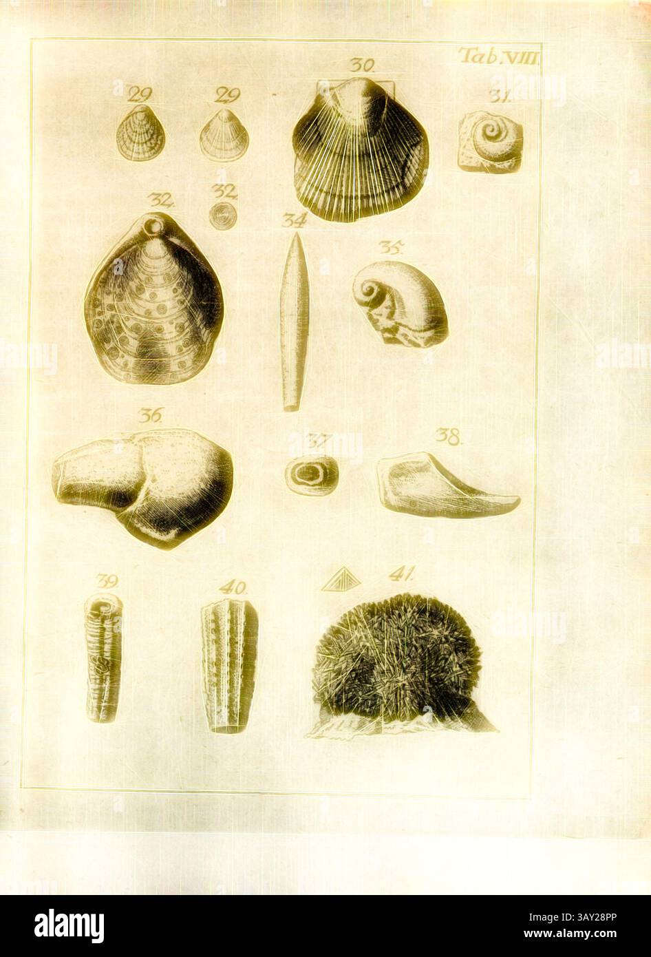 Detailed representations of different types of shells hi-res stock ...