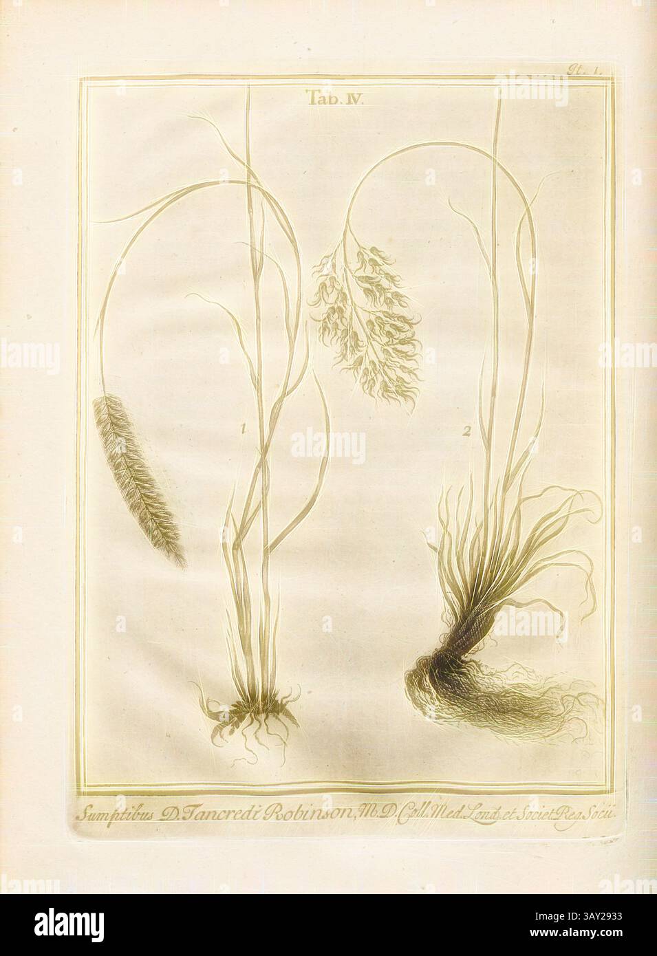 An illustration featuring three distinct types of aquatic plants ...