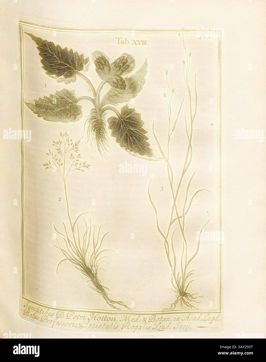 An illustration features various plant species, showcasing detailed ...