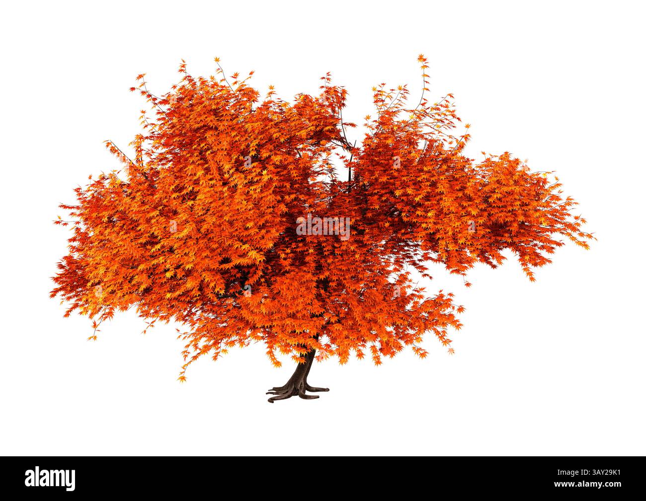Momiji tree Cut Out Stock Images & Pictures - Alamy