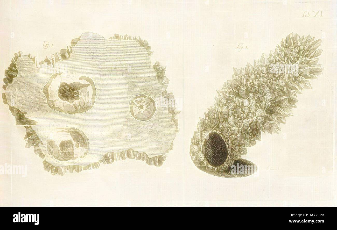 An intricate illustration showcasing two distinct forms of marine life ...