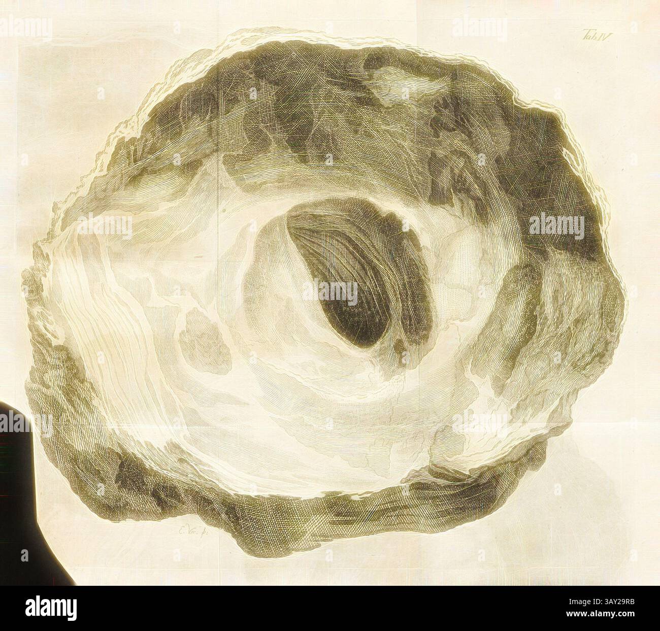 An intricately detailed representation of an oyster shell, showcasing ...